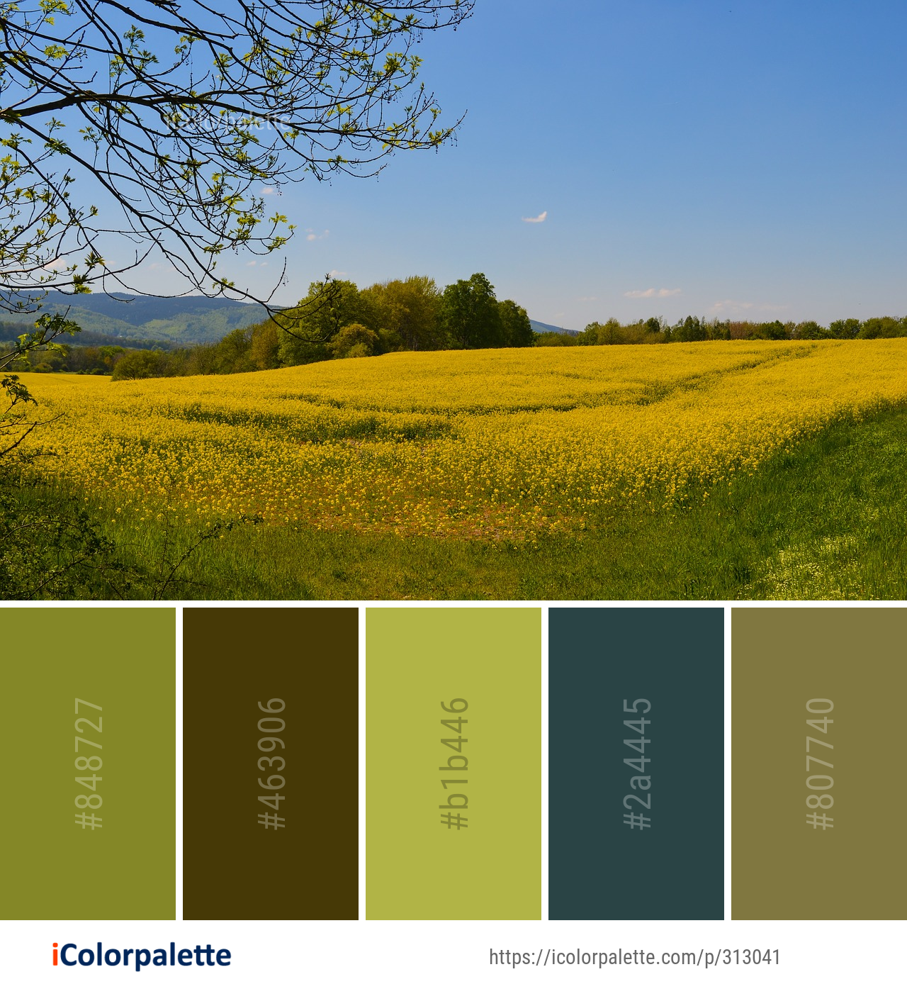 Color Palette Ideas from Field Yellow Sky Image | iColorpalette