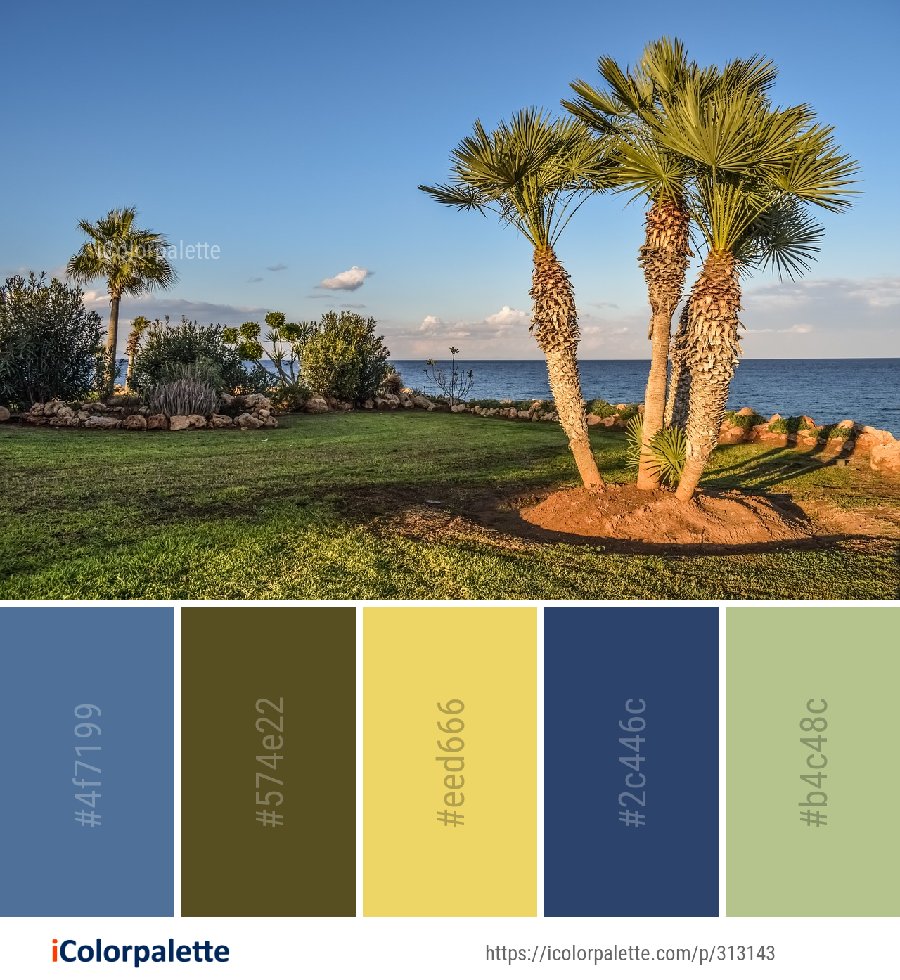 Color Palette Ideas from Tree Palm Arecales Image | iColorpalette