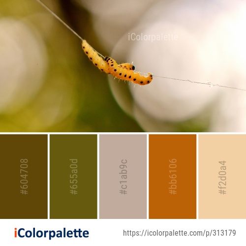 Color Palette Ideas from Insect Caterpillar Macro Photography Image ...