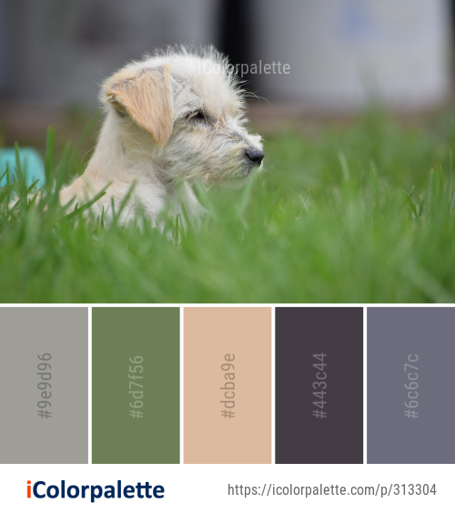252+ Dog Color Palette ideas in 2025 | iColorPalette