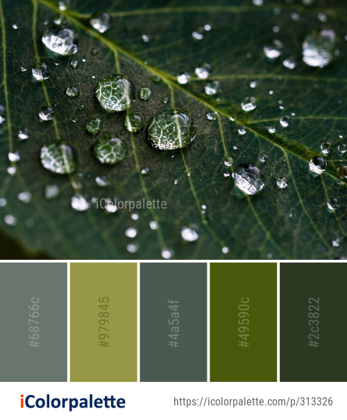 Color Palette Ideas from Water Drop Dew Image | iColorpalette