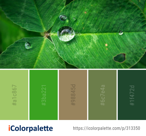 Color Palette Ideas from Water Dew Leaf Image | iColorpalette