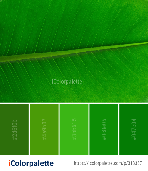 Color Palette Ideas from Leaf Green Banana Image | iColorpalette