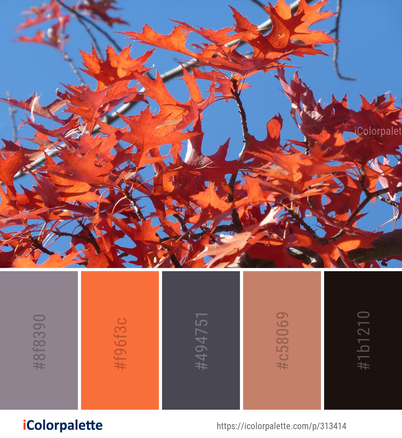 Color Palette Ideas from Red Tree Leaf Image | iColorpalette