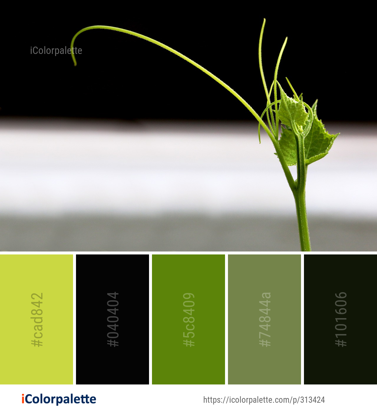 Color Palette Ideas from Leaf Plant Flora Image | iColorpalette