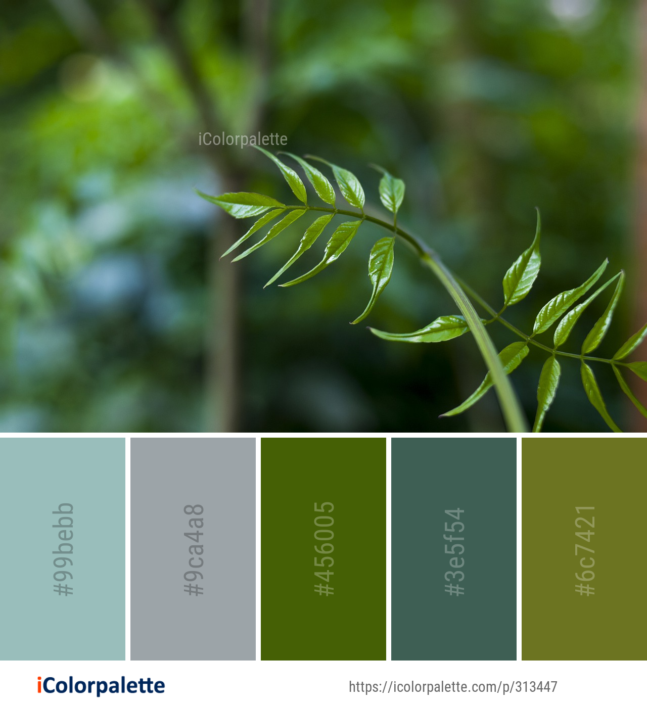 Color Palette Ideas from Leaf Vegetation Flora Image | iColorpalette