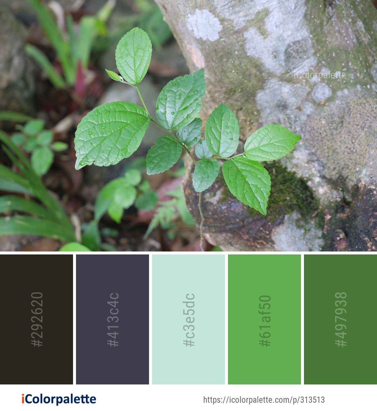 Color Palette Ideas from Plant Leaf Flora Image | iColorpalette