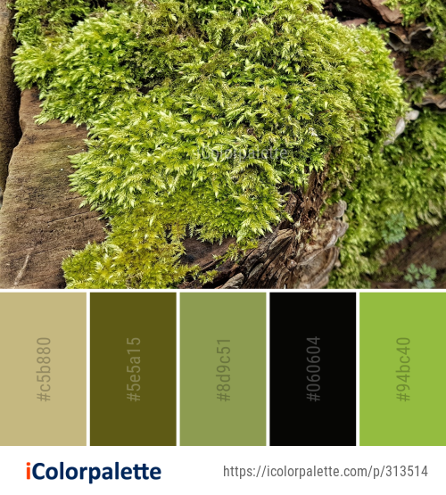69+ Moss Color Palette ideas in 2025 | iColorPalette