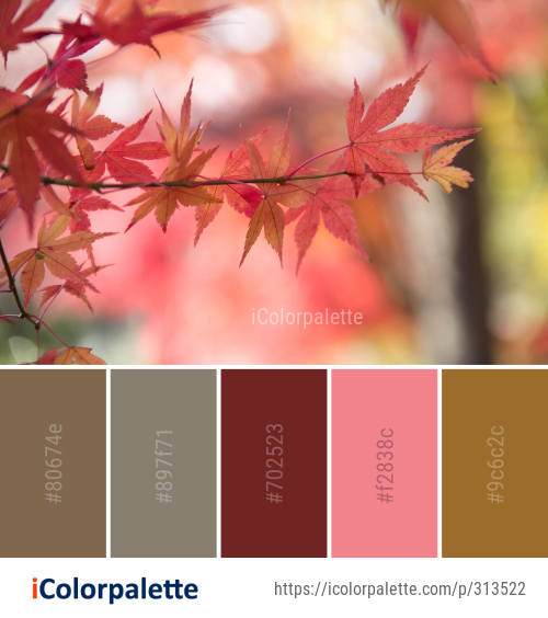 Color Palette Ideas from Maple Leaf Red Image | iColorpalette