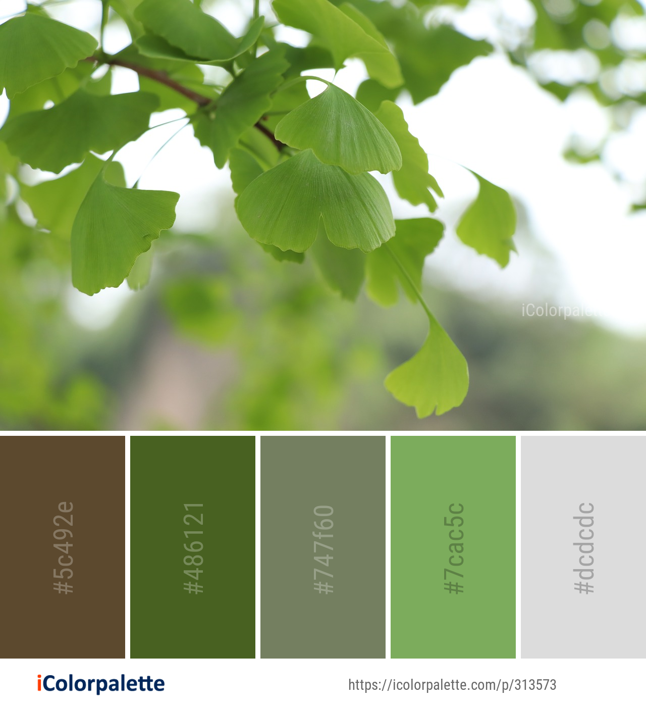 Color Palette Ideas from Tree Green Leaf Image | iColorpalette