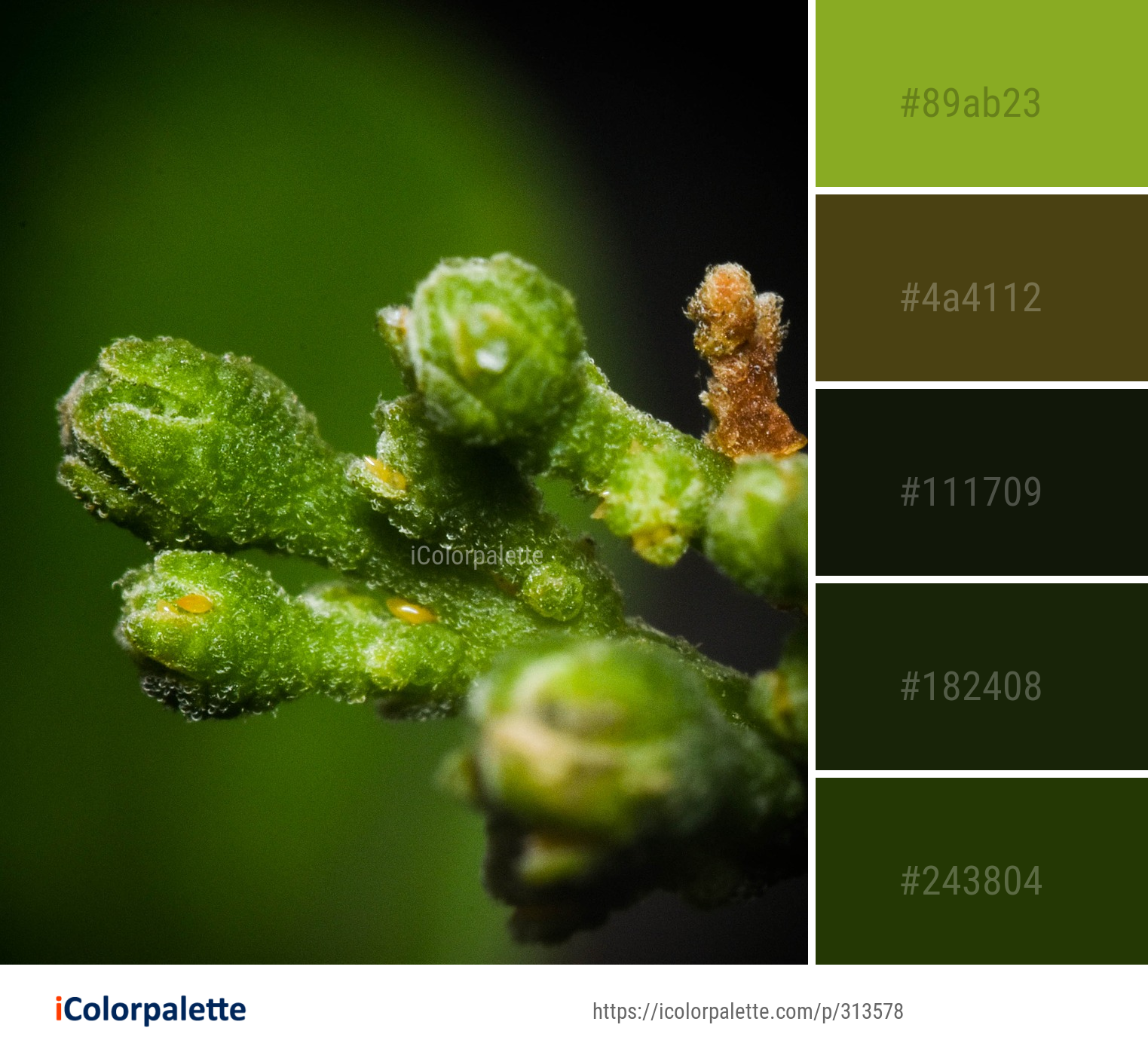 Color Palette Ideas from Vegetation Close Up Macro Photography Image ...