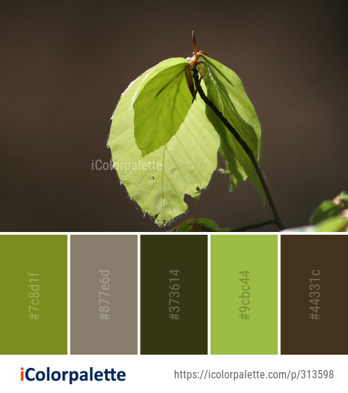 Color Palette Ideas from Leaf Plant Stem Image | iColorpalette