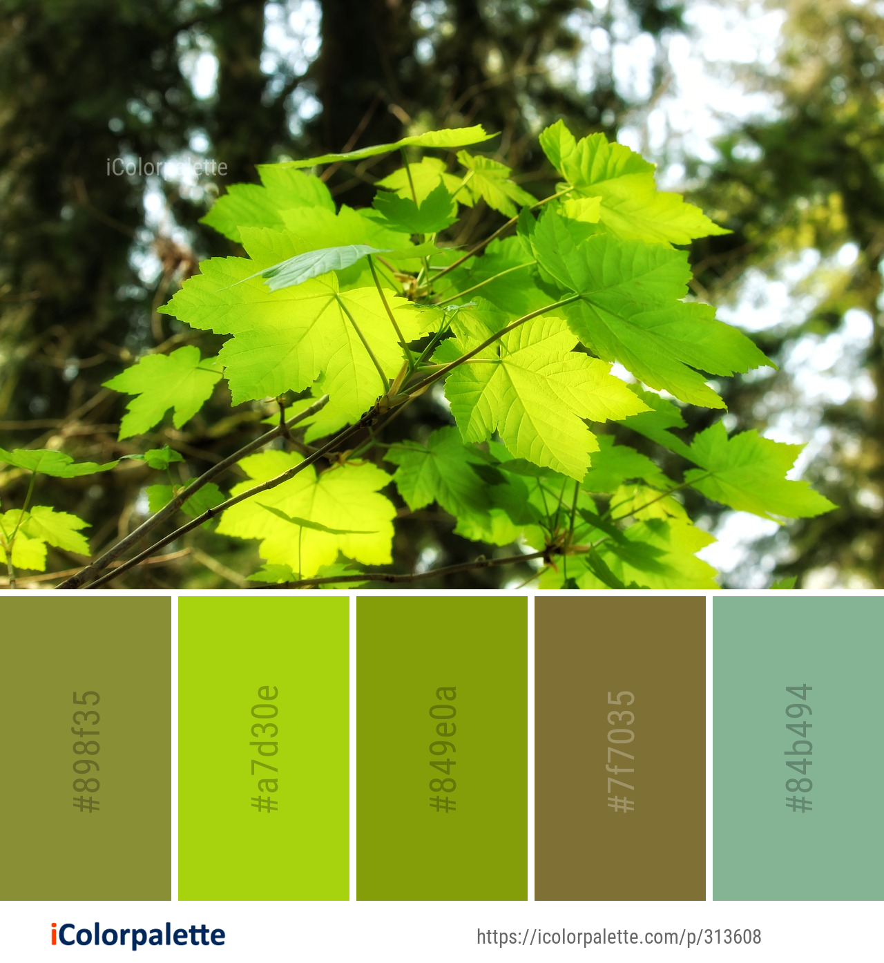Color Palette Ideas from Leaf Tree Vegetation Image | iColorpalette