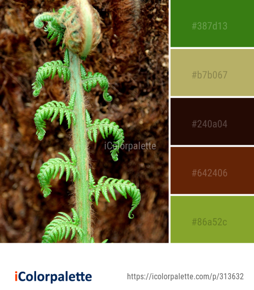 Color Palette Ideas from Plant Flora Fiddlehead Fern Image | iColorpalette