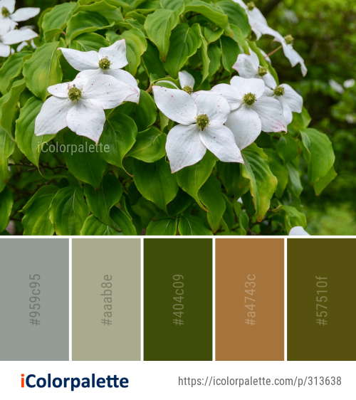 Color Palette Ideas from Flower Plant Leaf Image | iColorpalette