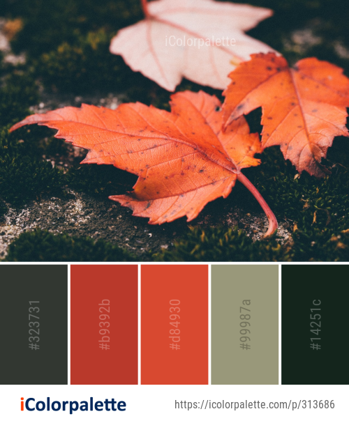 Color Palette Ideas from Leaf Maple Autumn Image | iColorpalette