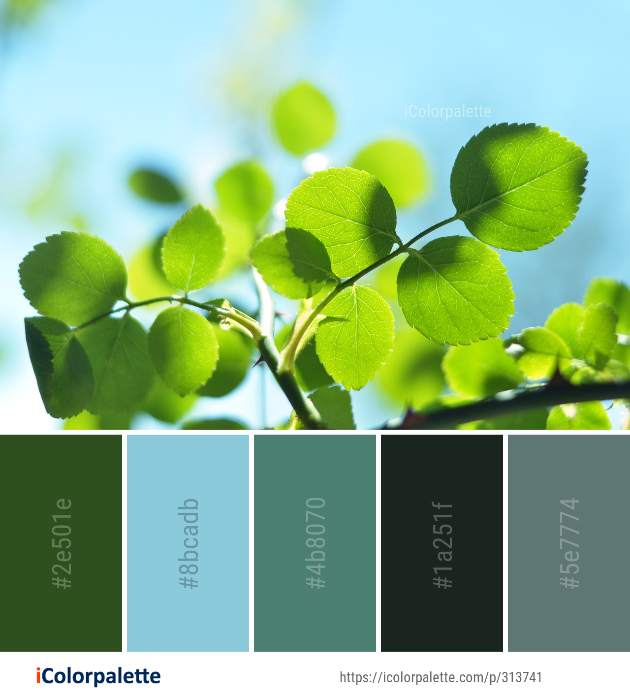Color Palette Ideas from Green Leaf Sky Image | iColorpalette