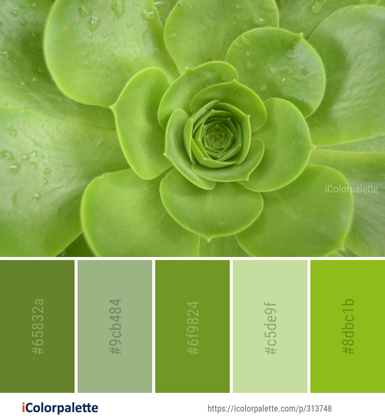 Color Palette Ideas from Green Plant Flower Image | iColorpalette
