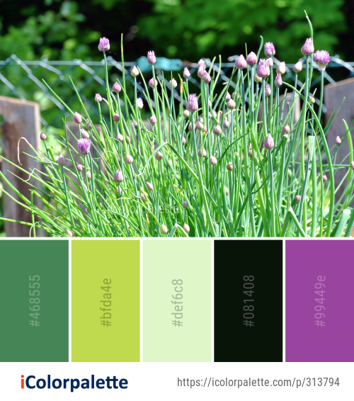 Color Palette Ideas from Plant Chives Flower Image | iColorpalette