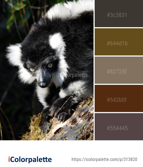Color Palette Ideas from Fauna Lemur Indri Image | iColorpalette
