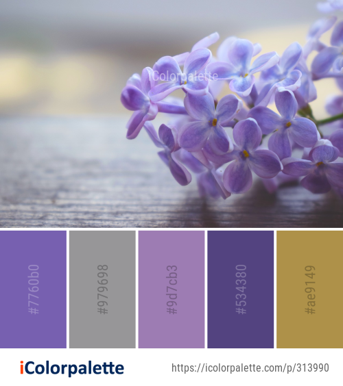 Color Palette Ideas from Lilac Flower Violet Image | iColorpalette