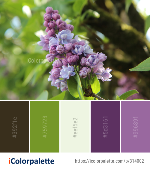 536+ Lilac Color Palette ideas in 2025 | iColorPalette