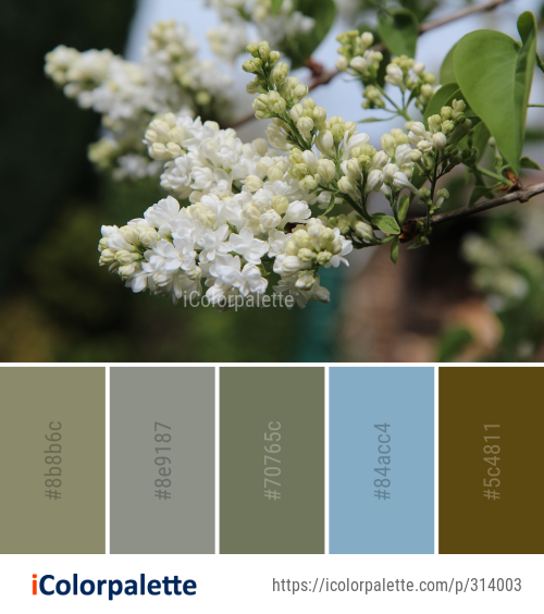 Color Palette Ideas from Plant Spring Flower Image | iColorpalette