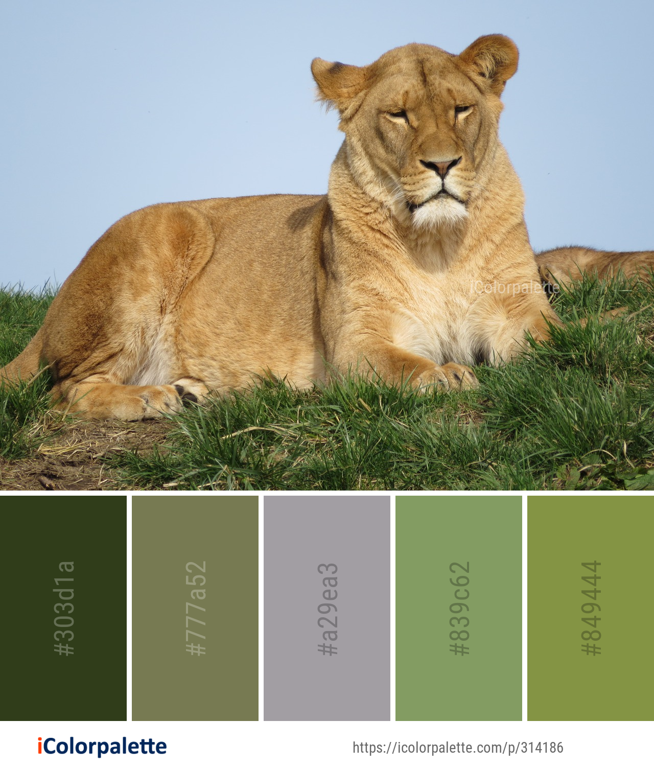 Color Palette Ideas from Wildlife Lion Terrestrial Animal Image ...