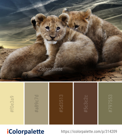 Color Palette Ideas from Wildlife Lion Mammal Image | iColorpalette