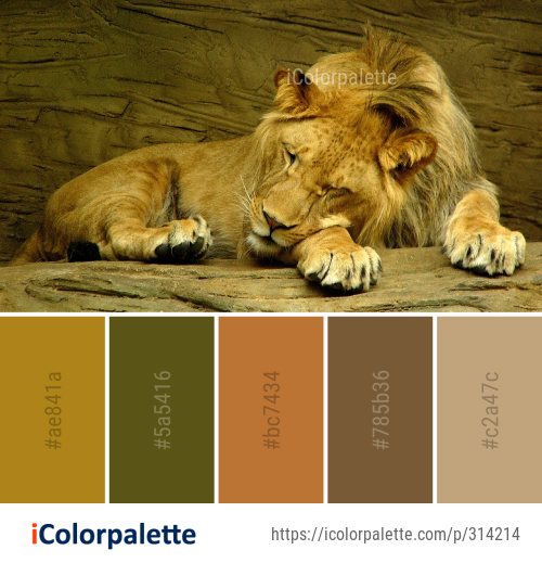 Color Palette Ideas from Wildlife Lion Mammal Image | iColorPalette