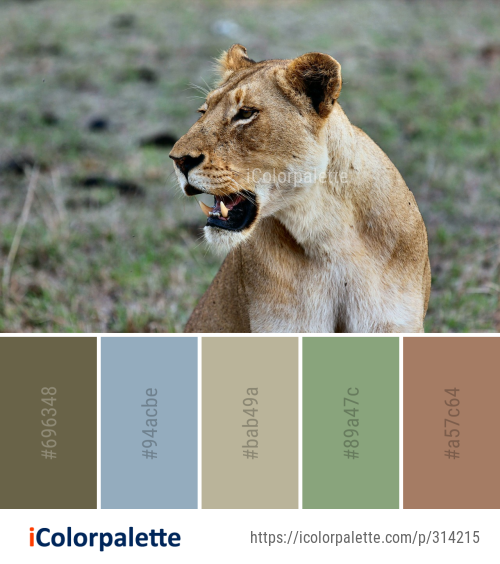 Color Palette Ideas from Wildlife Lion Terrestrial Animal Image ...