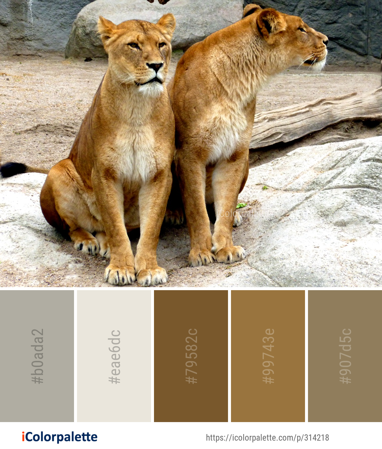 Color Palette Ideas from Lion Wildlife Terrestrial Animal Image ...