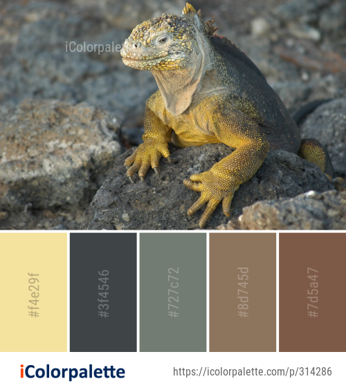 Advantageous Lizard Color Palette Challenge How To Use Color In An