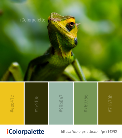 Color Palette Ideas from Reptile Chameleon Fauna Image | iColorpalette