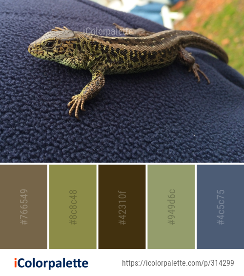 Color Palette Ideas from Reptile Scaled Lizard Image | iColorpalette