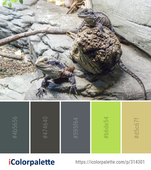 Color Palette Ideas from Fauna Reptile Scaled Image | iColorpalette