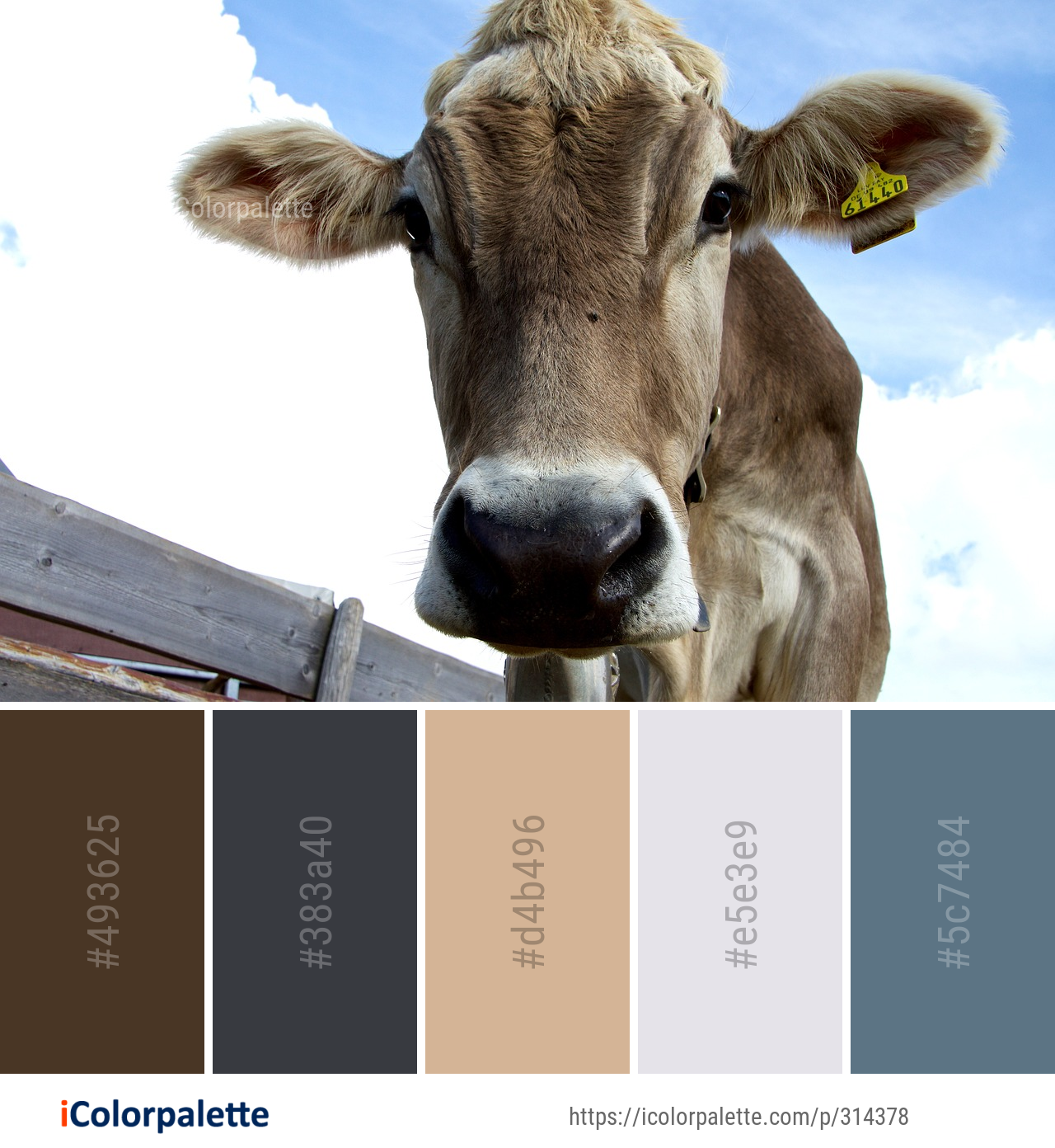 Color Palette Ideas from Cattle Like Mammal Fauna Horn Image ...