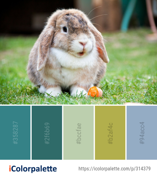 Color Palette Ideas from Rabbit Domestic Fauna Image | iColorpalette