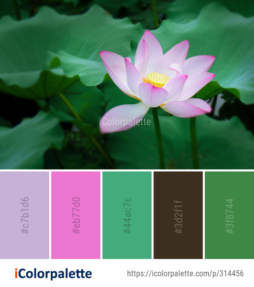 Color Palette Ideas from Flower Lotus Plant Image | iColorPalette