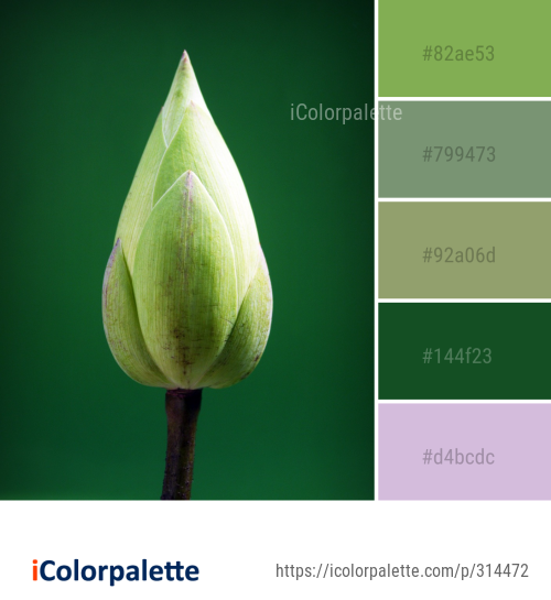 Color Palette Ideas from Flower Green Bud Image | iColorpalette