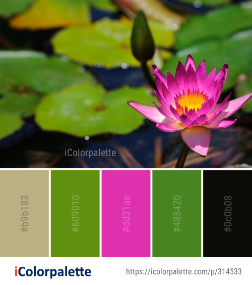 284+ Lotus Color Palette ideas in 2026 | iColorPalette