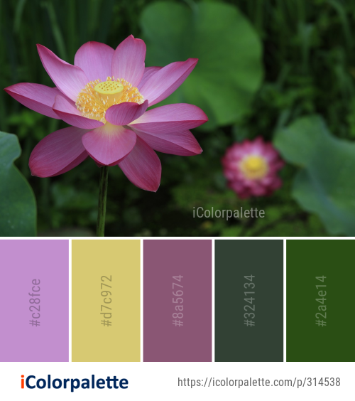 Color Palette Ideas from Flower Lotus Plant Image | iColorPalette