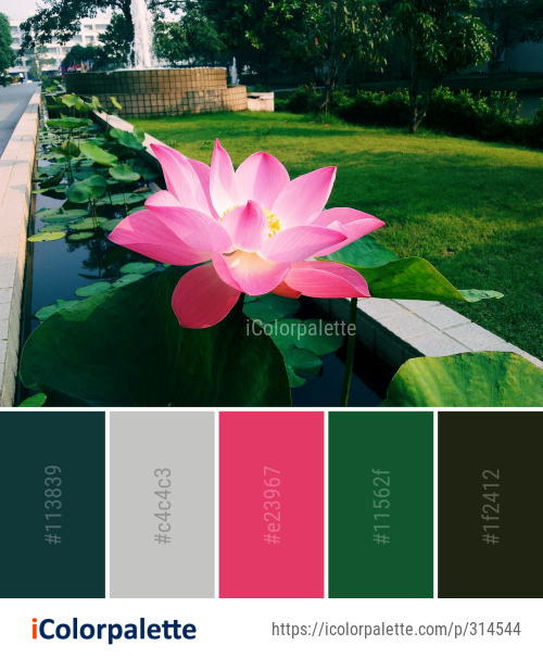 284+ Lotus Color Palette ideas in 2026 | iColorPalette