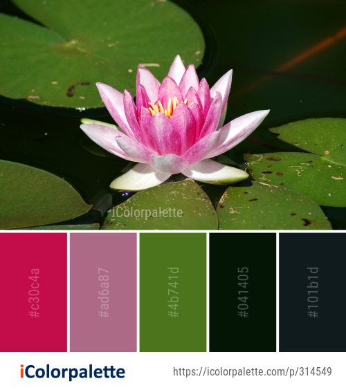 284+ Lotus Color Palette ideas in 2026 | iColorPalette