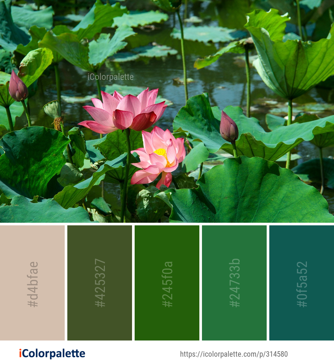 284+ Lotus Color Palette ideas in 2025 | iColorPalette