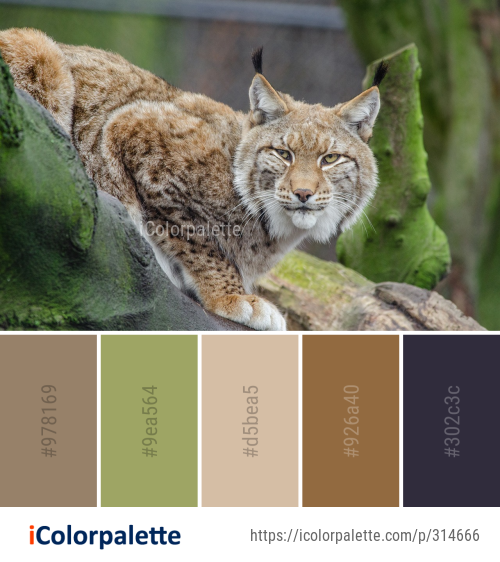 Color Palette Ideas from Wildlife Terrestrial Animal Mammal Image ...