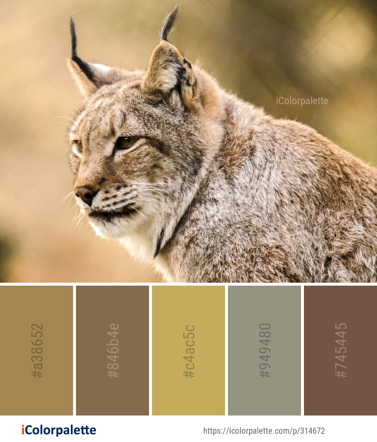 Color Palette Ideas from Wildlife Mammal Fauna Image | iColorpalette