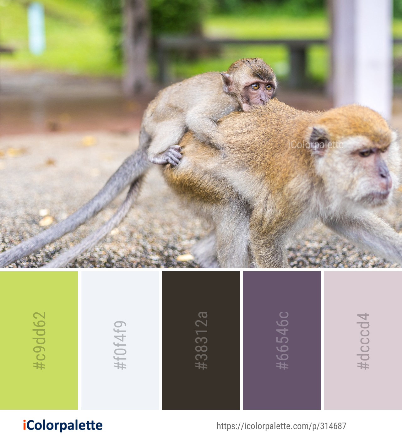 Color Palette Ideas from Macaque Mammal Primate Image | iColorpalette