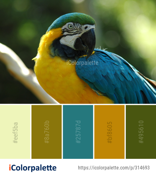 Color Palette Ideas from Bird Beak Macaw Image | iColorpalette