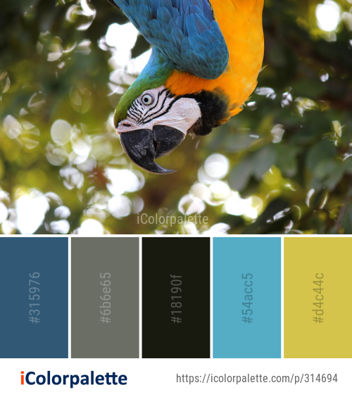 Color Palette Ideas from Bird Macaw Parrot Image | iColorpalette